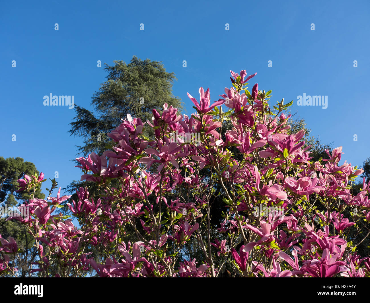 Madrid in spain Stock Photo - Alamy