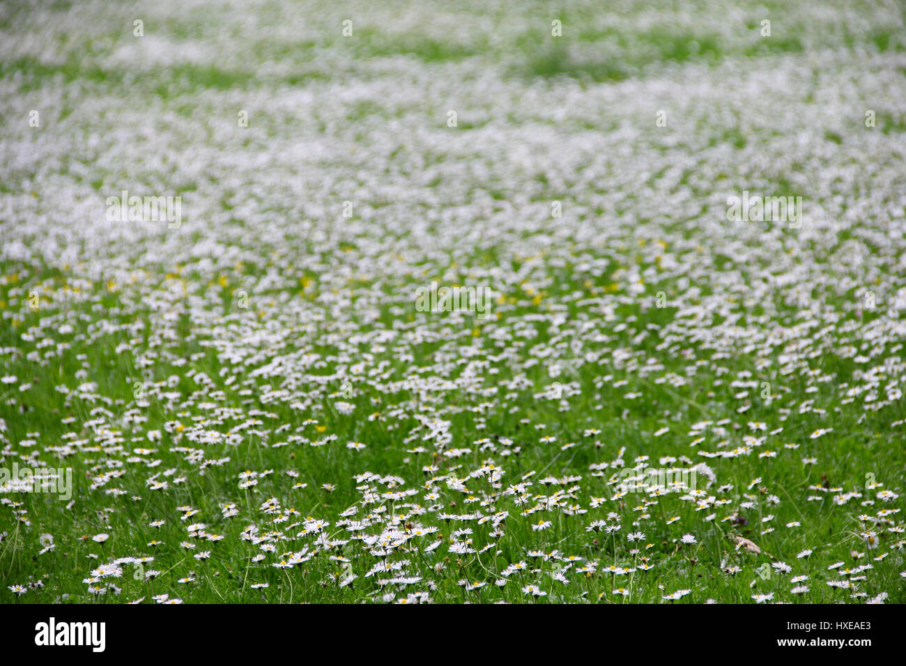 Little spring daisy flowers in meadow Stock Photo - Alamy