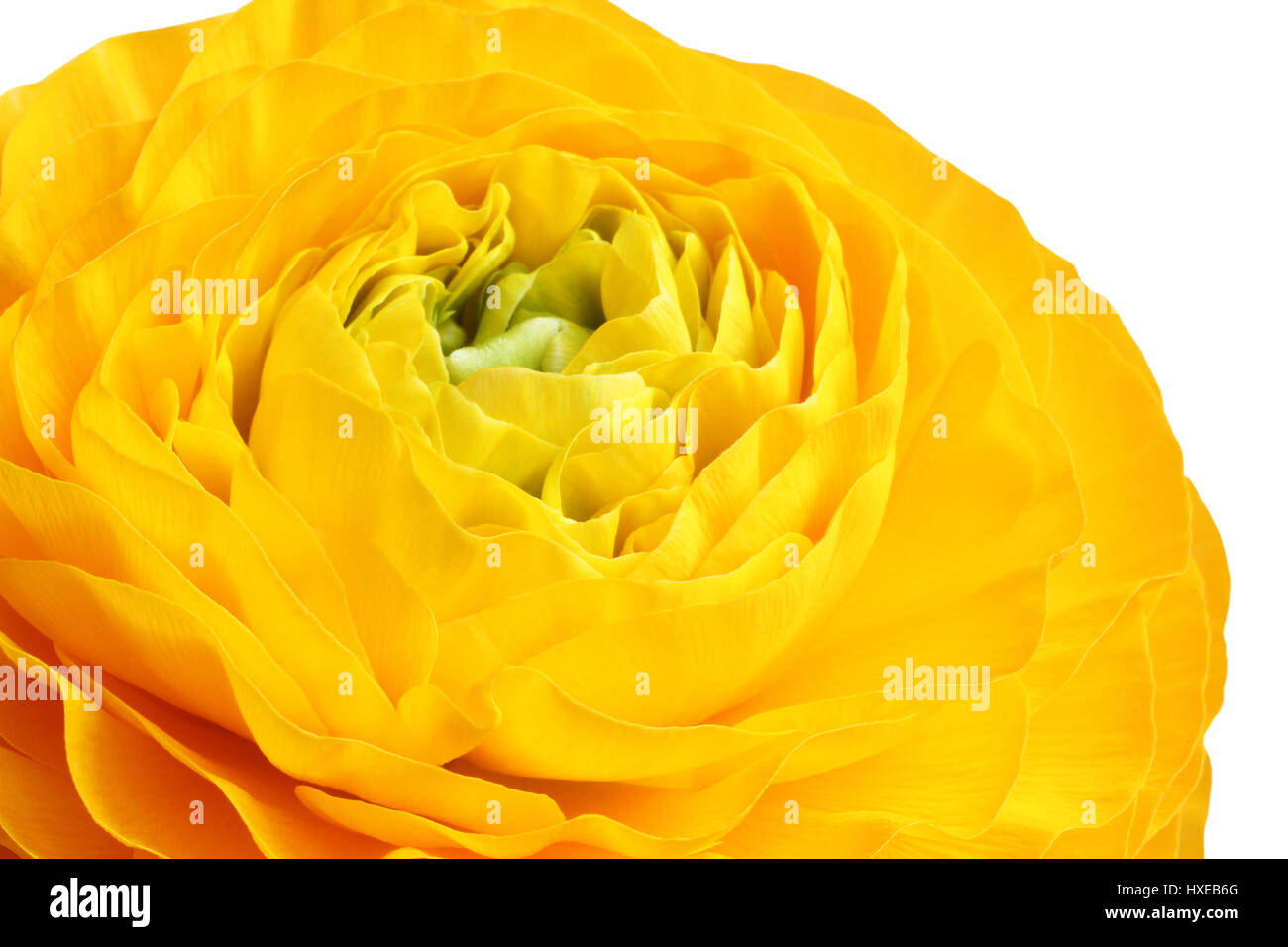 Opened yellow buttercup on white background. Closeup Stock Photo - Alamy