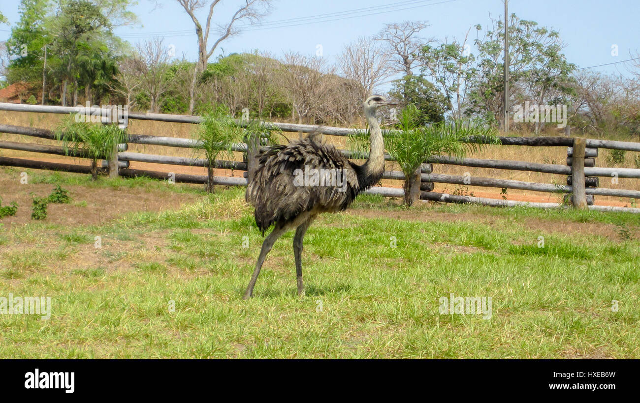 Greater Rhea - Ema - posing on a farm in pantanal Brazil Stock Photo ...