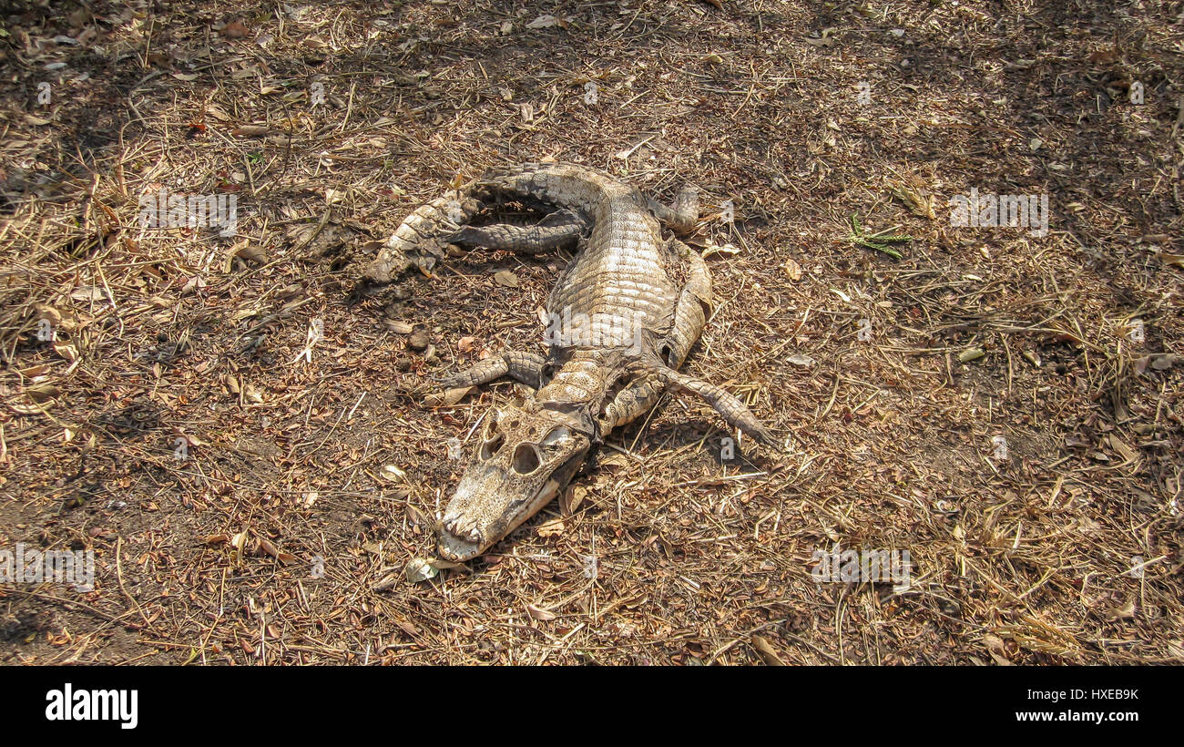 Alligator bones hi-res stock photography and images - Alamy