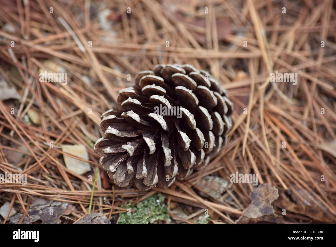 A fallen pine cone Stock Photo - Alamy