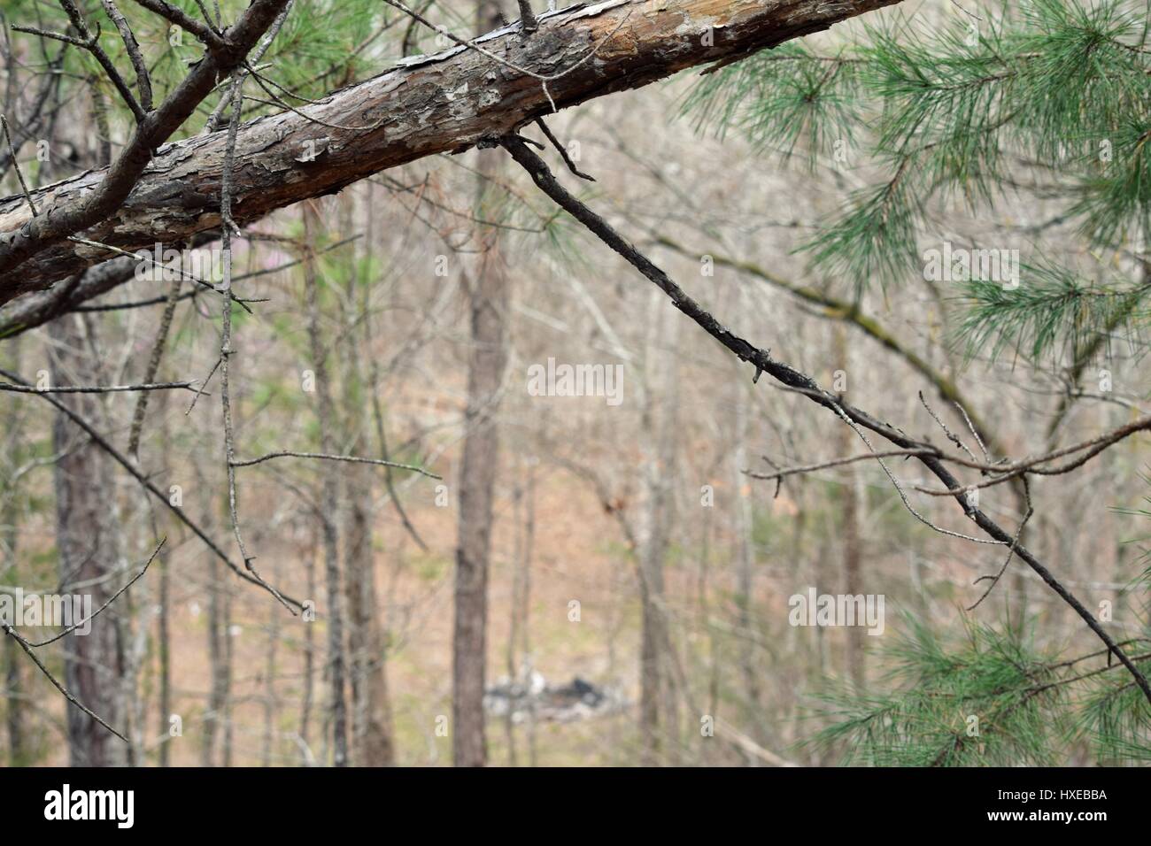 A burnt out campfire Stock Photo - Alamy