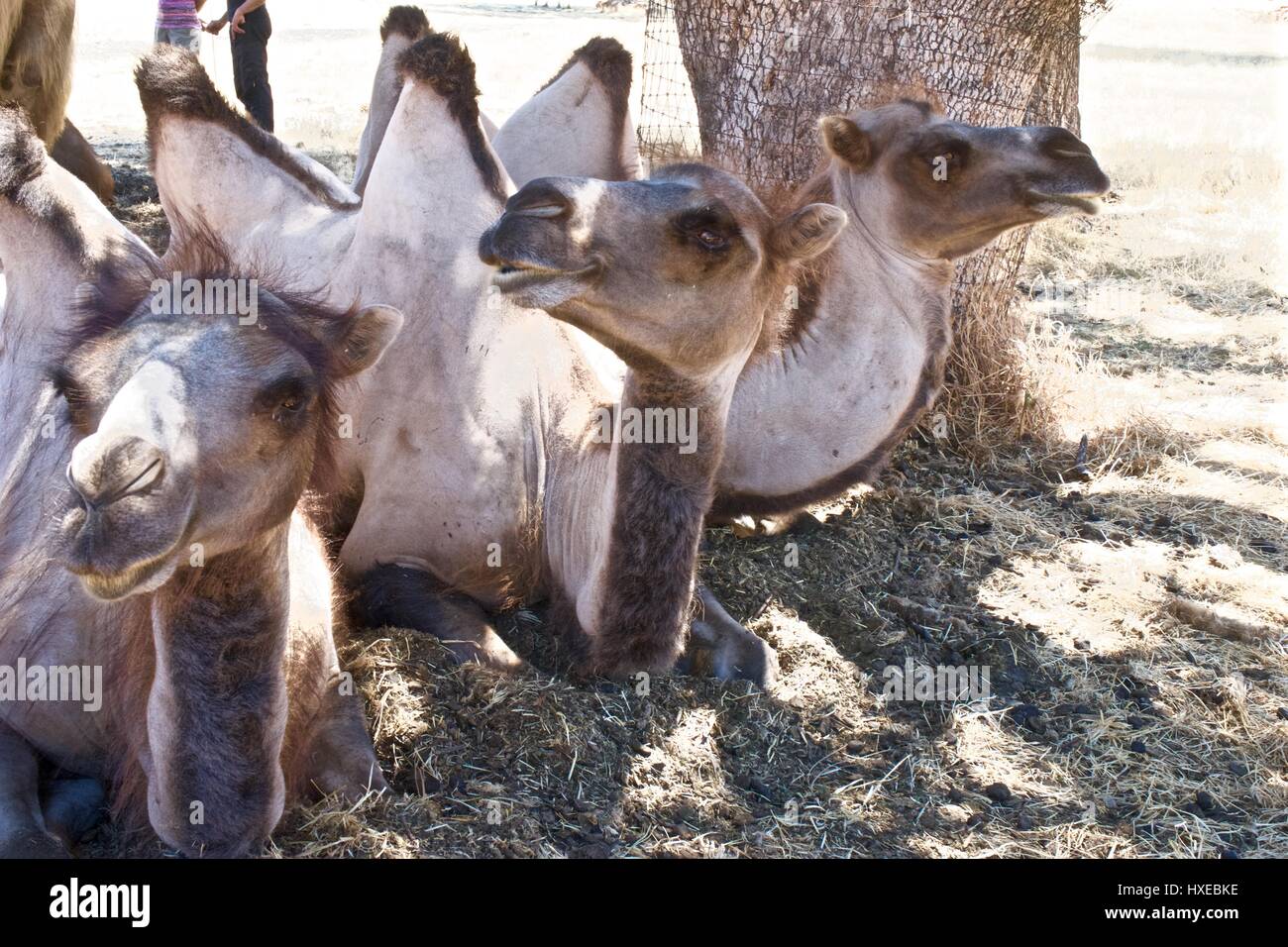 Happy camels hi-res stock photography and images - Alamy