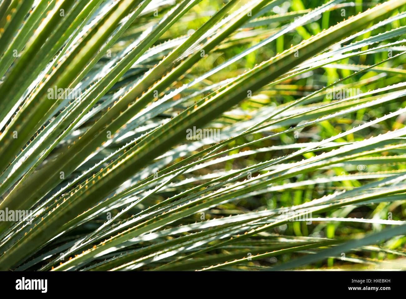 Backlit green sawgrass in Tucson, Arizona Stock Photo - Alamy