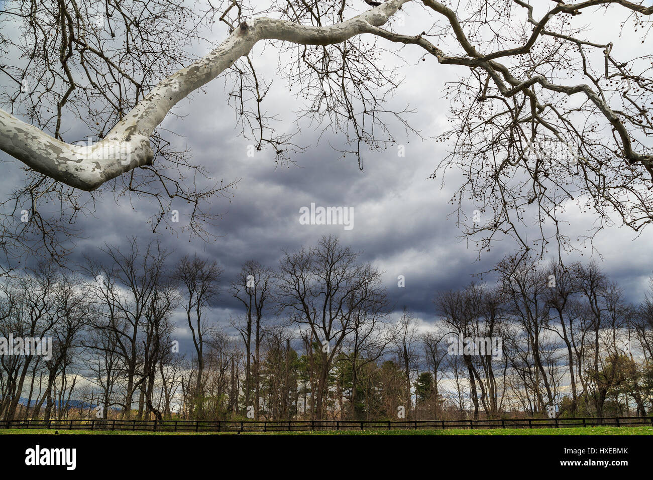 Sycamore trees near farm in rain storm. Hudson NY Stock Photo - Alamy