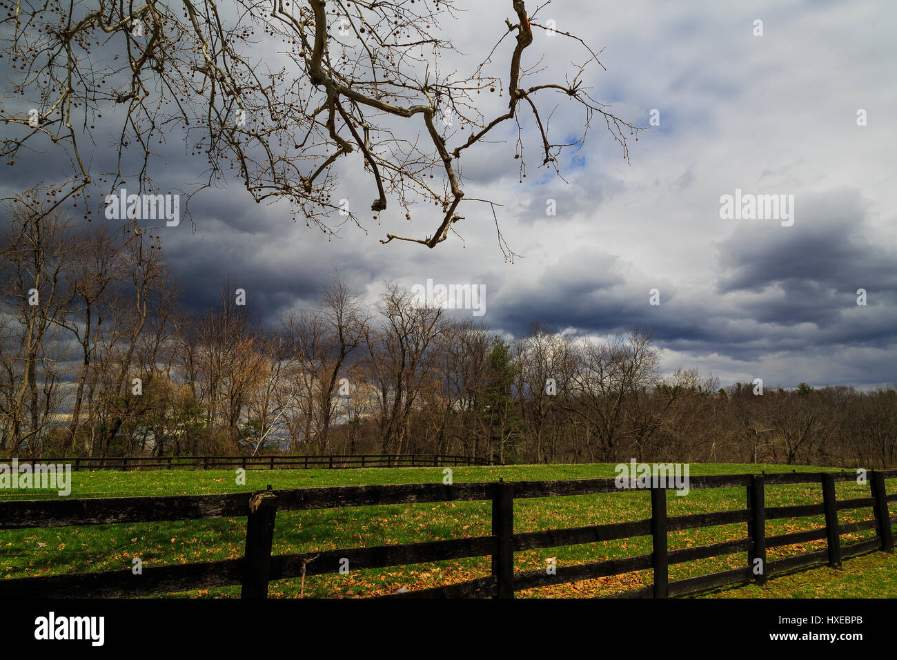 Sycamore branches white bark tree hi-res stock photography and images ...