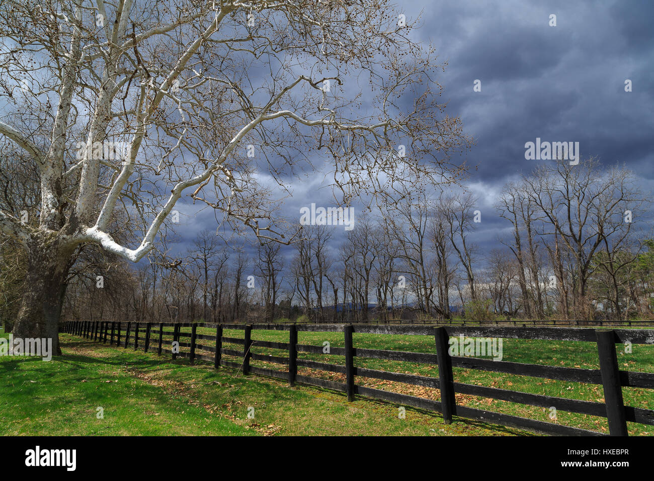 Sycamore trees near farm in rain storm. Hudson NY Stock Photo - Alamy