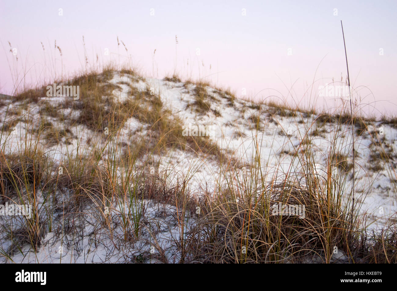Natural landscape along Florida's Gulf Coast Stock Photo - Alamy