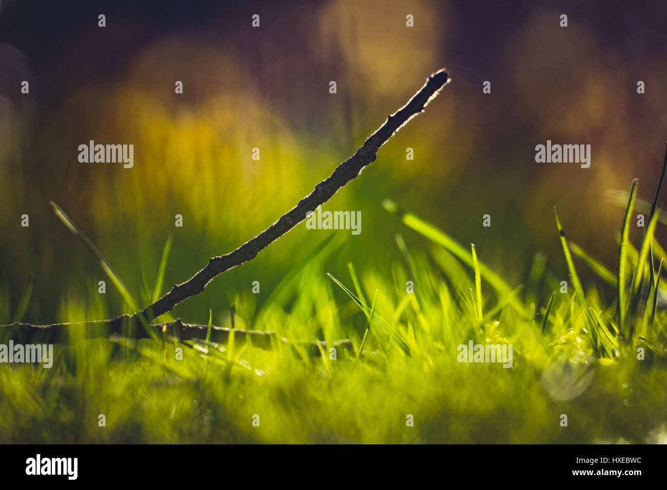 backlit fallen tree branch lying on grass Stock Photo - Alamy