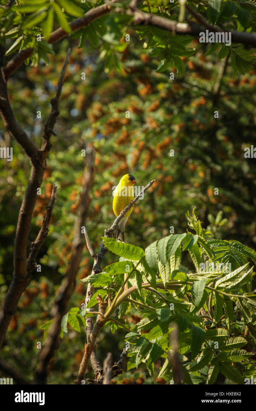 yellow bird in the forest Stock Photo - Alamy