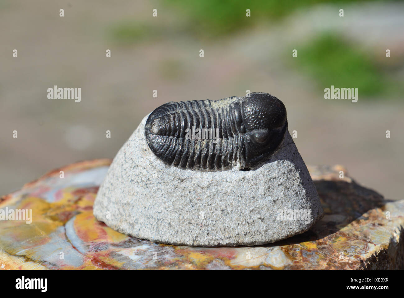 Cambrian period fossil hi-res stock photography and images - Alamy