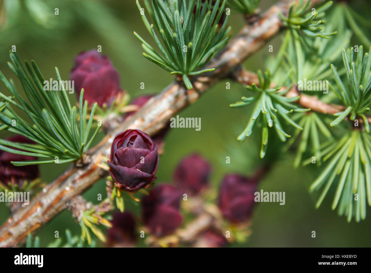 Baby Pine Cones Stock Photo - Alamy