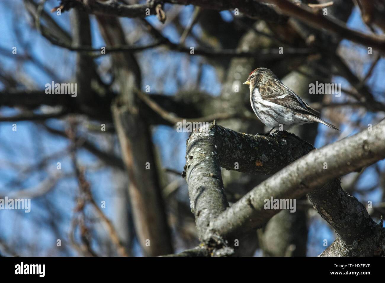 bird on a branch Stock Photo - Alamy
