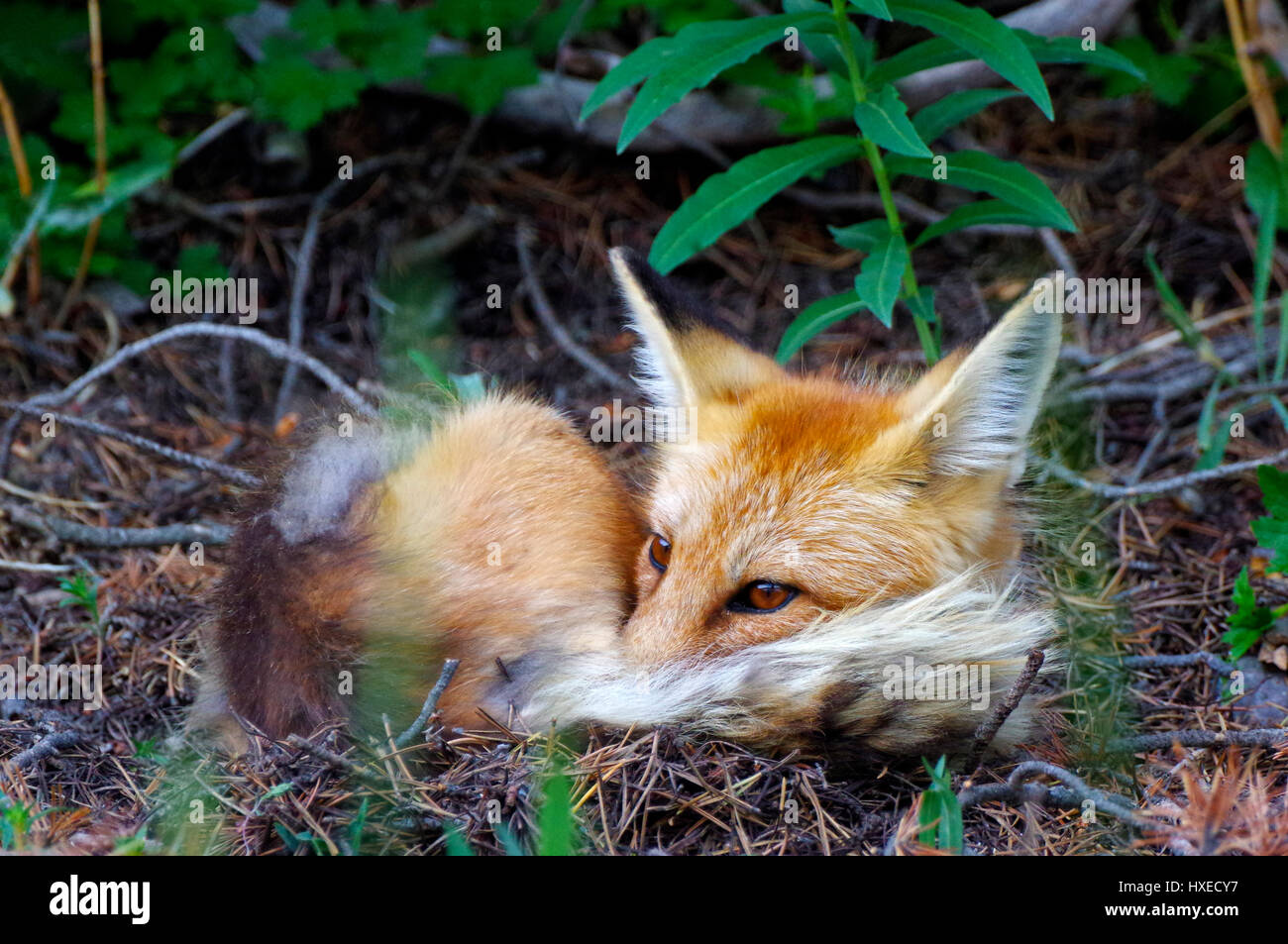 Curled into a ball hi-res stock photography and images - Alamy