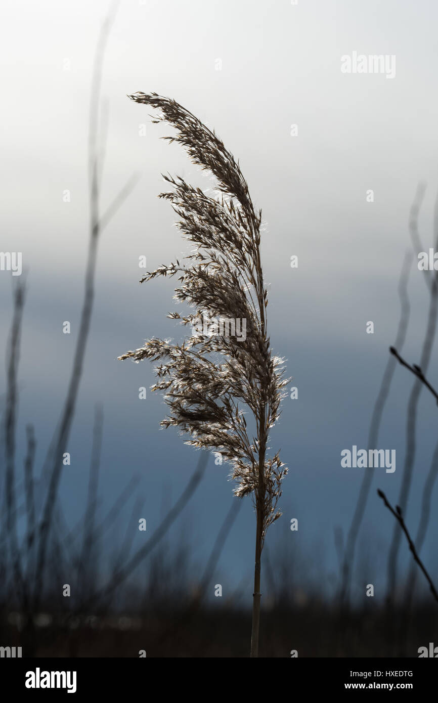 Dry reed hi-res stock photography and images - Alamy
