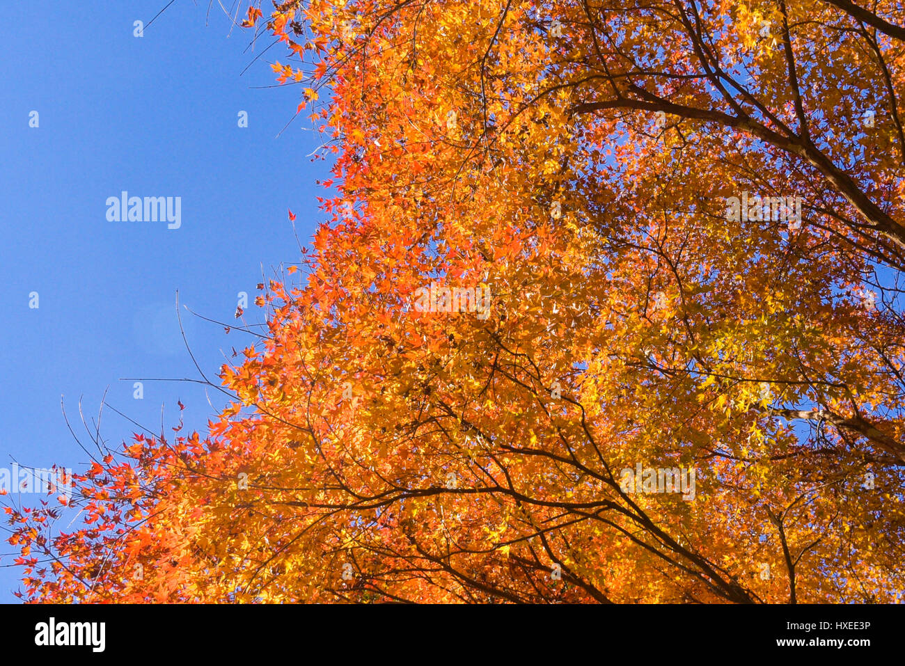Maple tree in autumn with blue sky background Stock Photo - Alamy