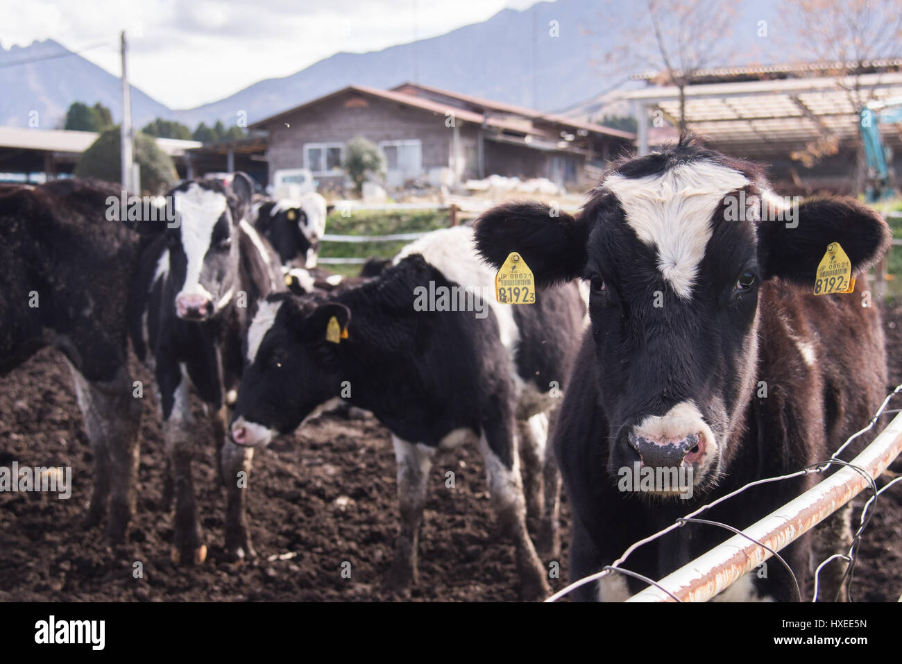 cow looking at camera in japan farm , kyushu , japan Stock Photo - Alamy