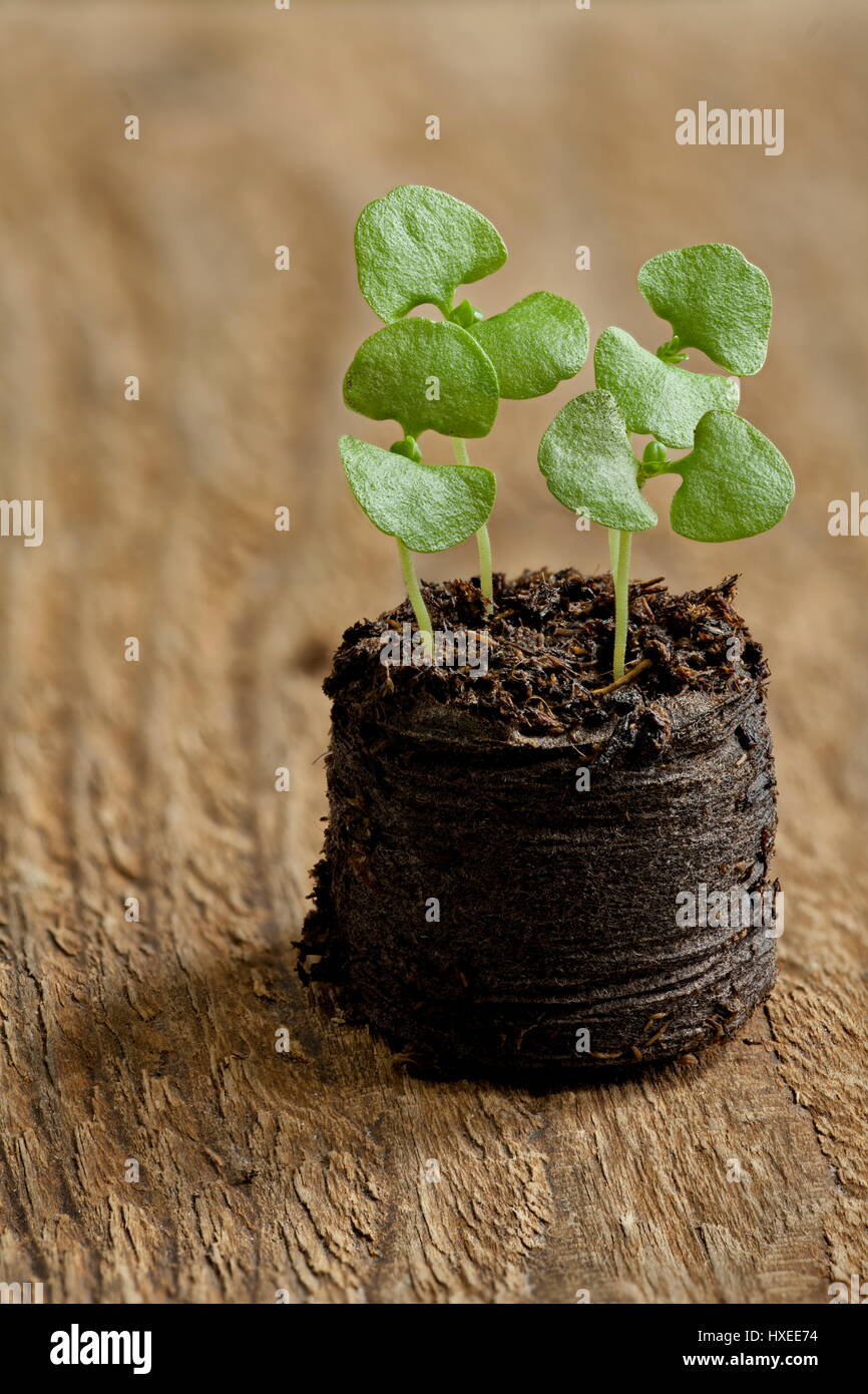 Seed root shoot soil hi-res stock photography and images - Alamy
