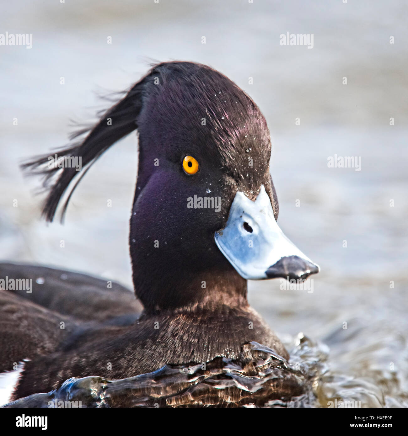 Adult male drake portrait hi-res stock photography and images - Alamy