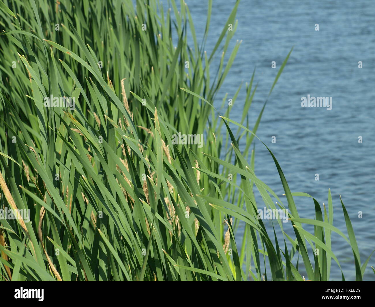 Sweet flag hi-res stock photography and images - Alamy