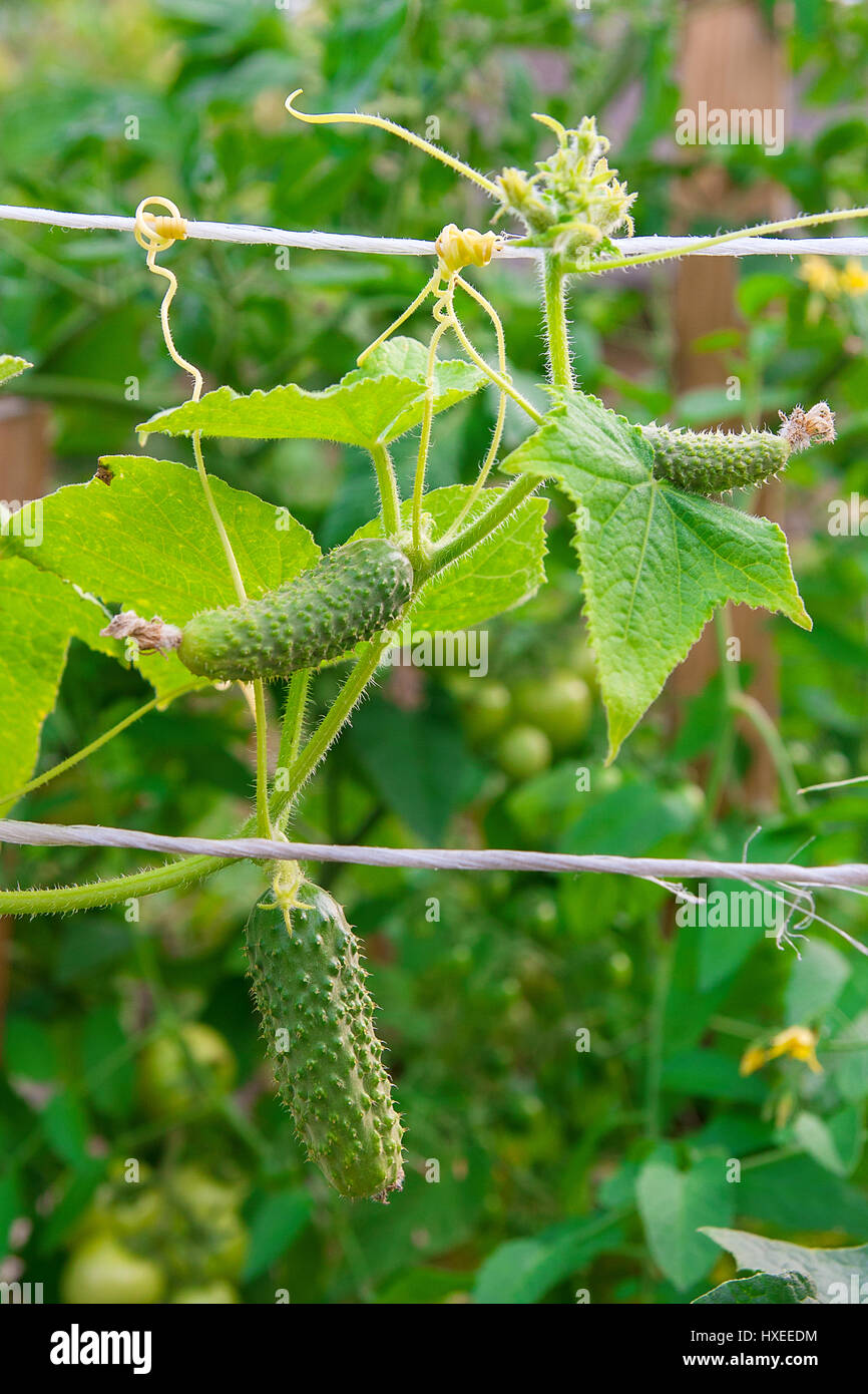 A cucumber in a bush outdoors. How to grow a cucumber plant in a garden ...