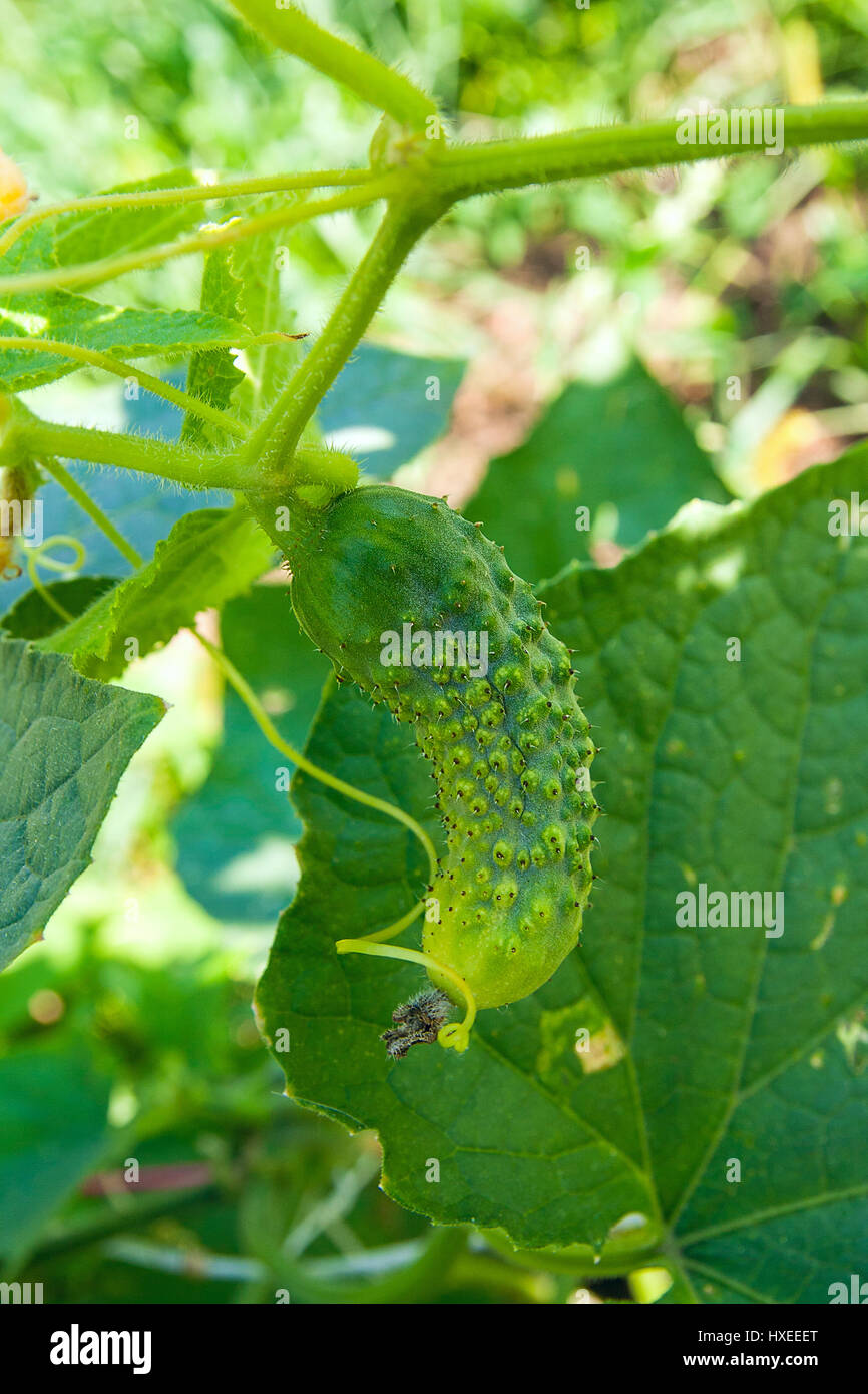 A cucumber in a bush outdoors. How to grow a cucumber plant in a garden ...
