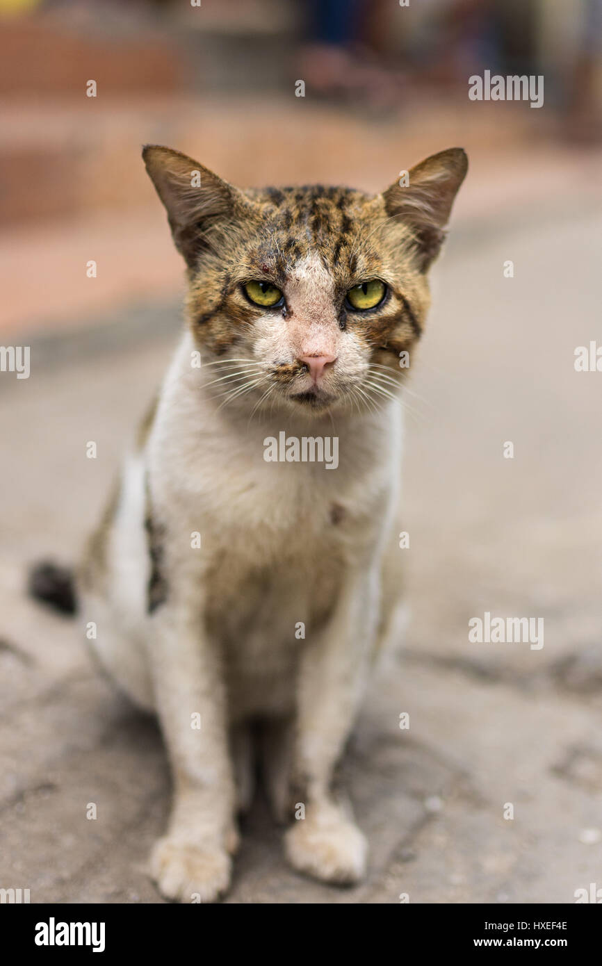 Close up of tough and rough scared fighter Asian street cat staring ...