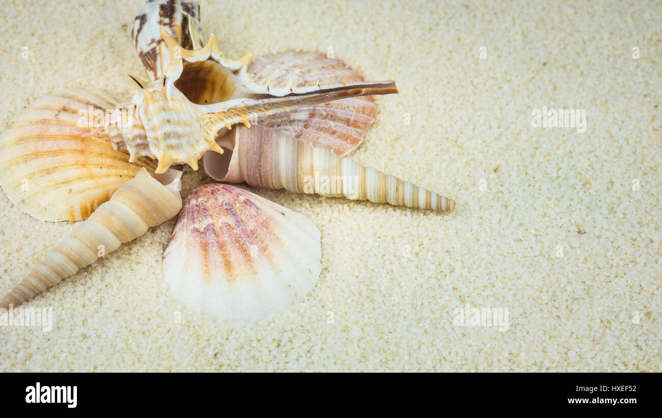 Seashell on beach in maldives hi-res stock photography and images - Alamy