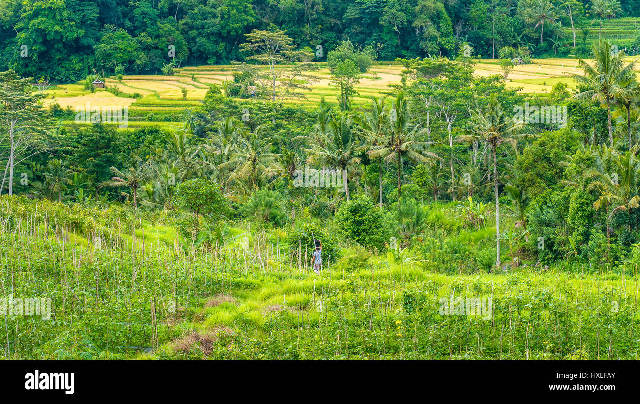 Rice tarraces and some huts between, Sidemen, Bali, Indonesia Stock ...