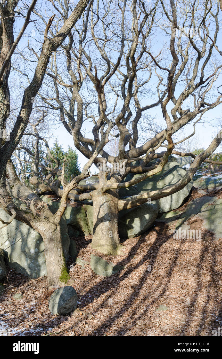 a solitary tree with many crooked branches against a blue sky Stock ...