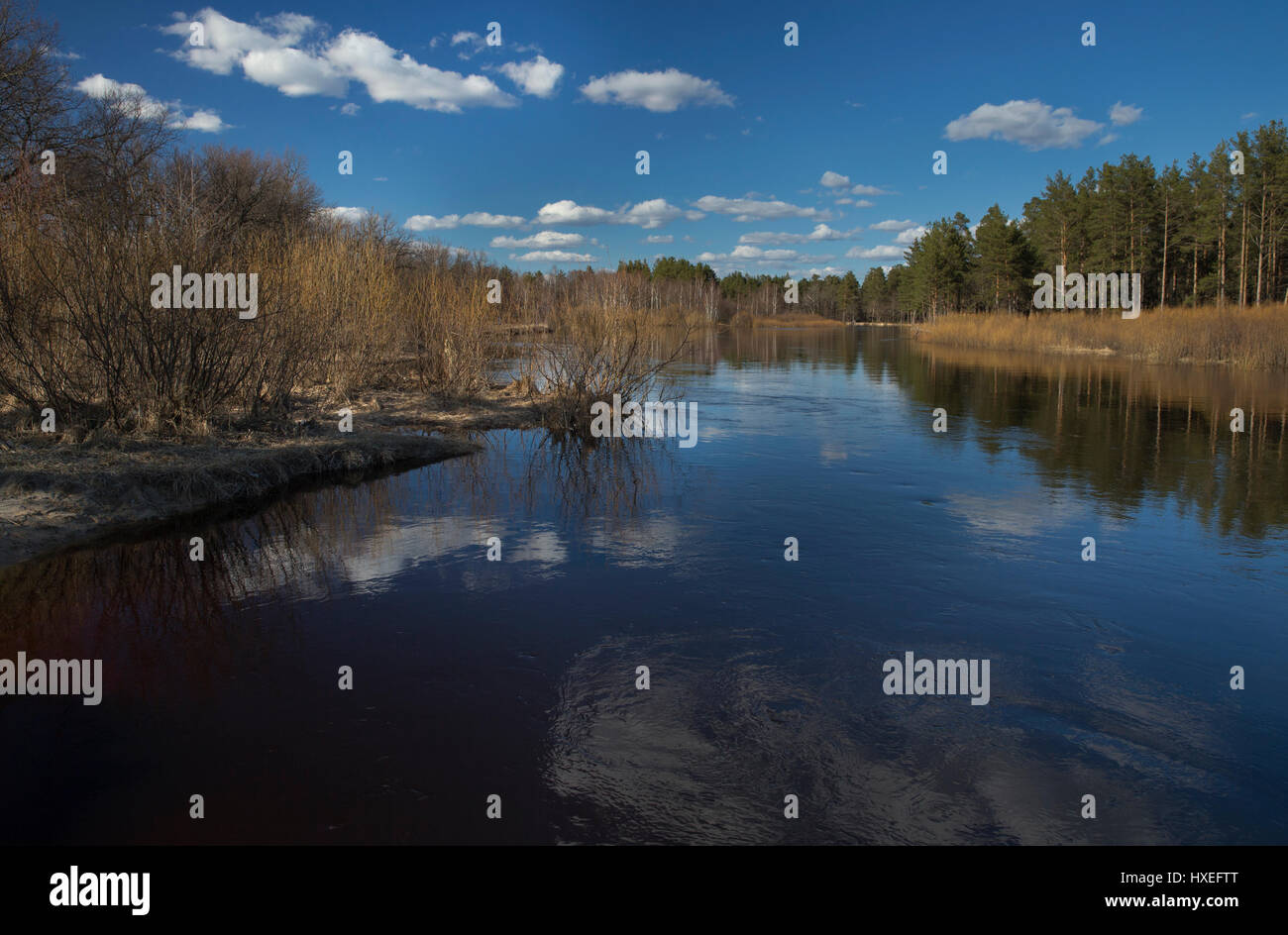 Spring River Flooding, wide view on river and forest Stock Photo - Alamy
