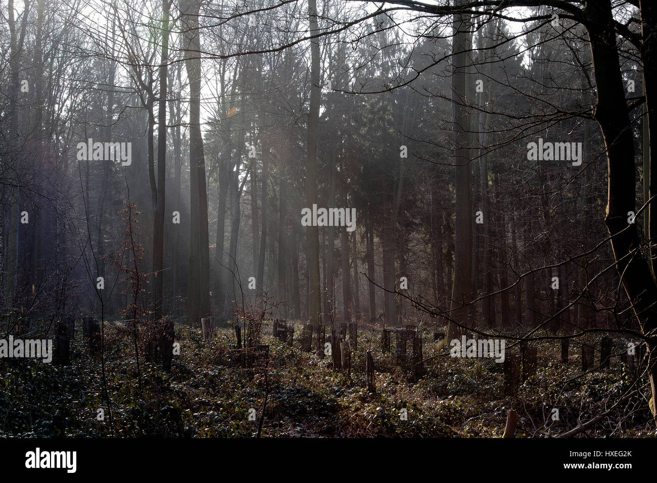 Dense forest. Photographed in Belgium Stock Photo - Alamy