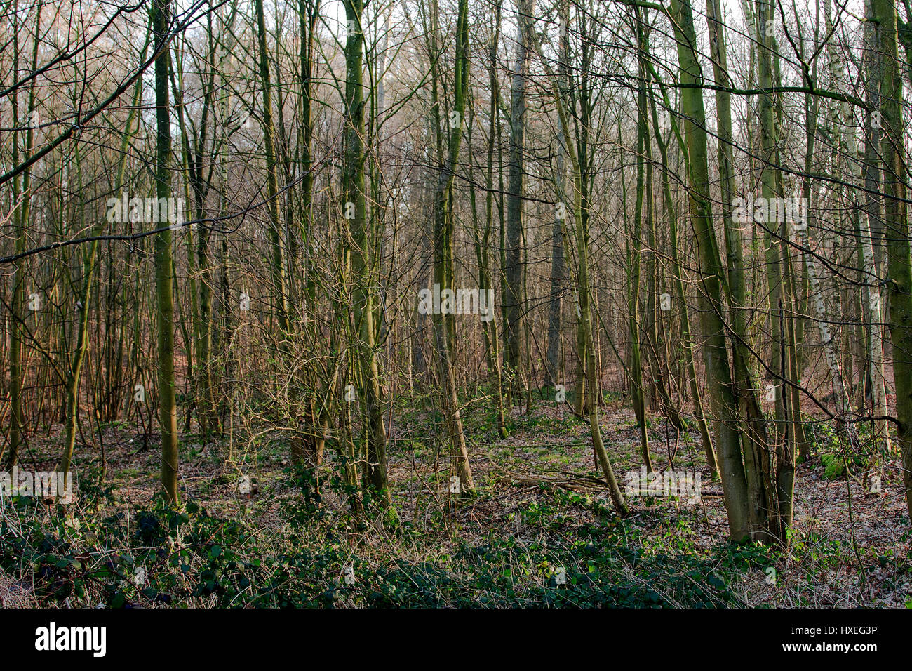 Dense forest. Photographed in Belgium Stock Photo - Alamy
