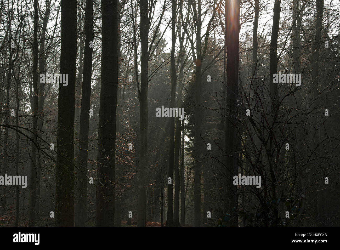 Dense forest. Photographed in Belgium Stock Photo - Alamy