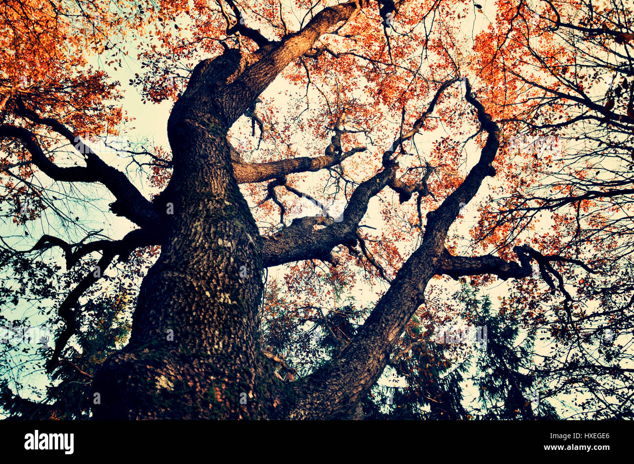 Tree from below Stock Photo - Alamy