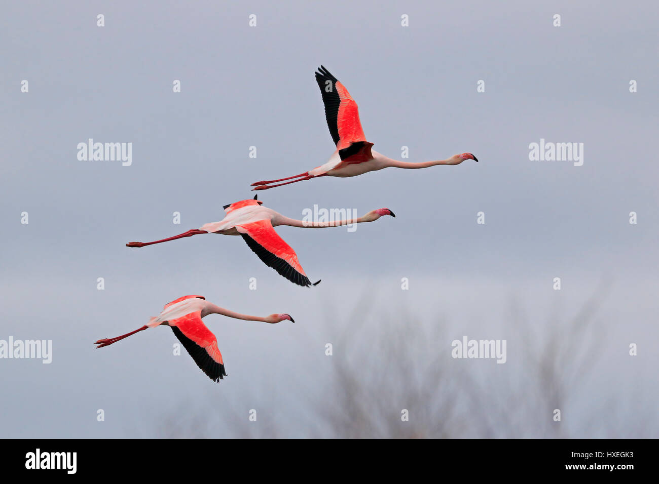 Flamingos in flight hi-res stock photography and images - Alamy