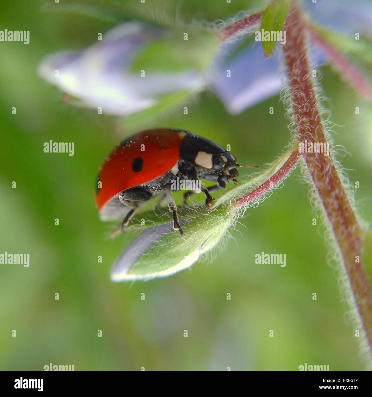 photo of ladybug on flower Stock Photo - Alamy