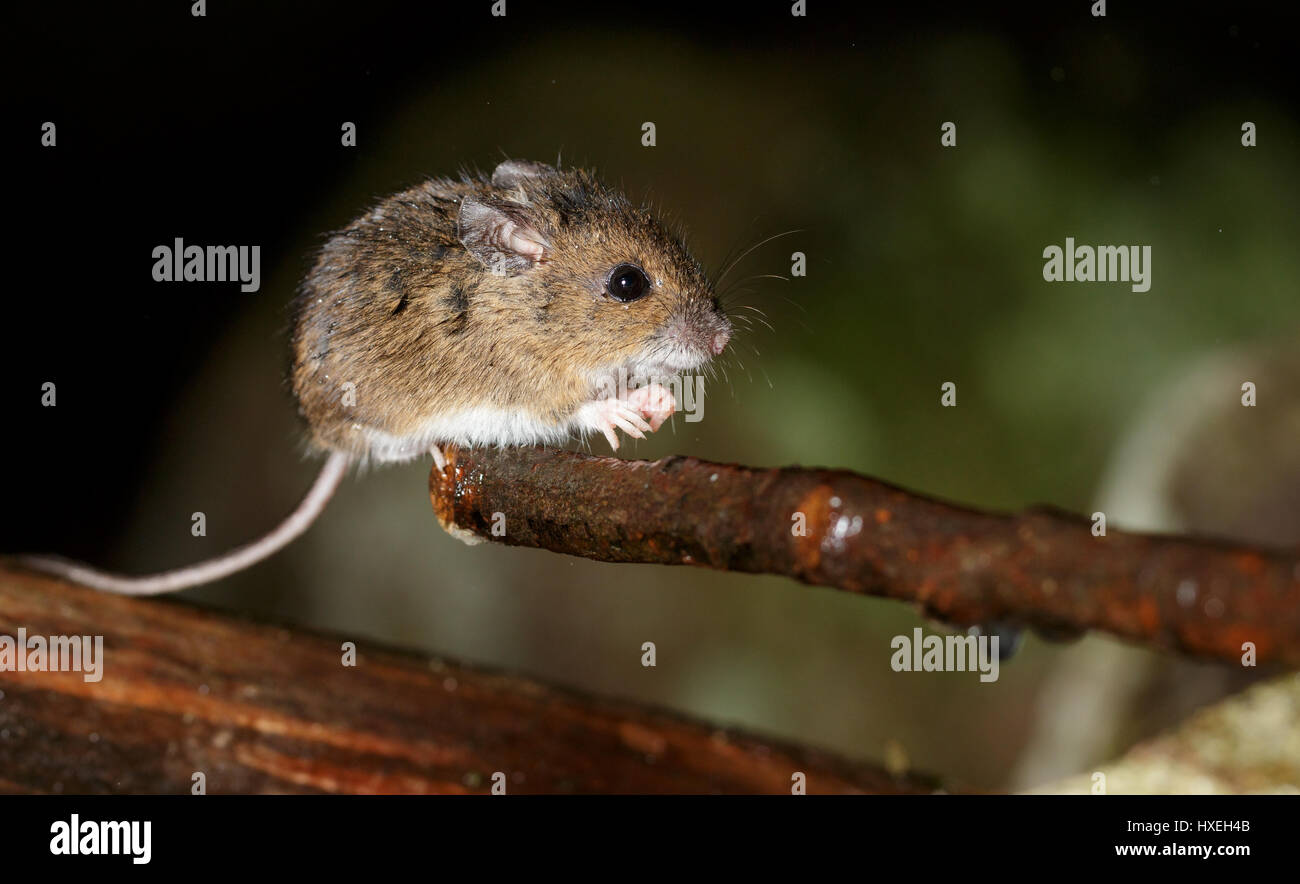 Wet mouse hi-res stock photography and images - Alamy