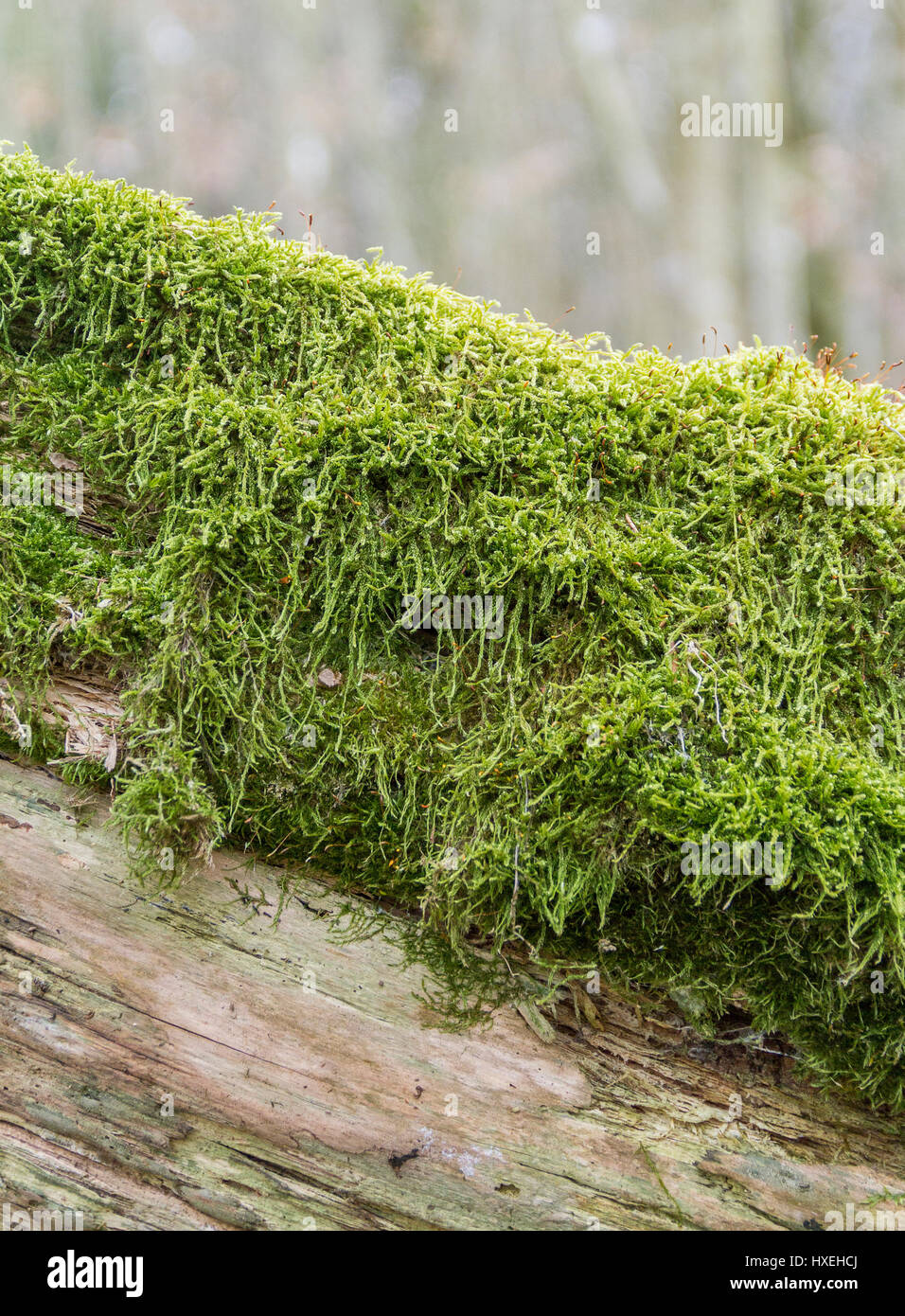 macro shot showing some green moss on wooden ground Stock Photo - Alamy