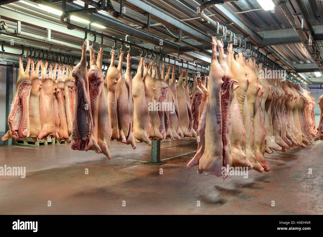 A lot of frozen pig carcasses hanging in the hook cold store Stock ...