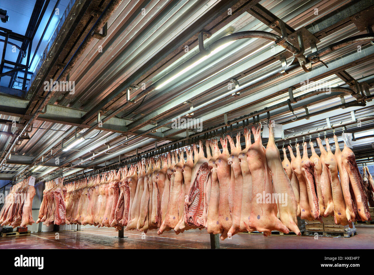 Saint-Petersburg, Russia - October 31, 2016: pork carcasses hanging on ...