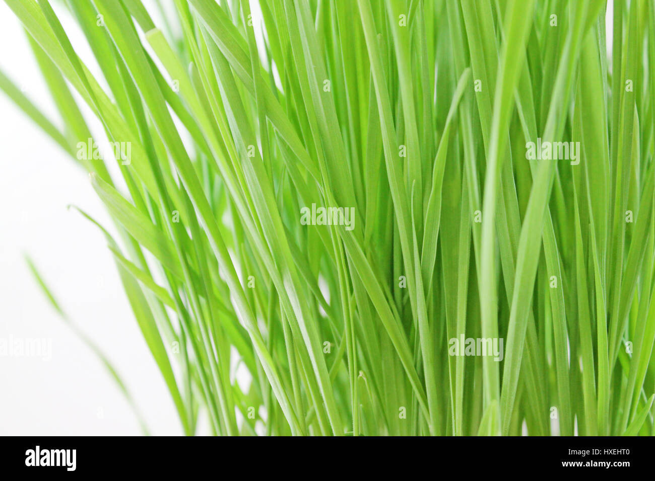 fresh spring grass Stock Photo - Alamy