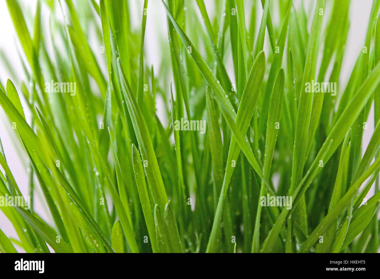 spring grass with water drops Stock Photo - Alamy