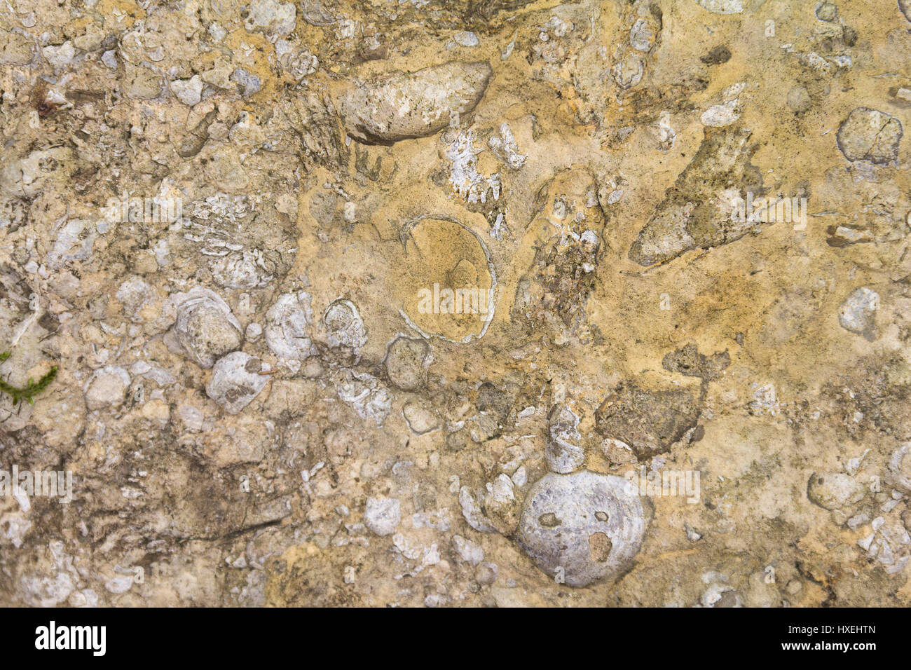 full frame macro Muschelkalk limestone closeup Stock Photo - Alamy