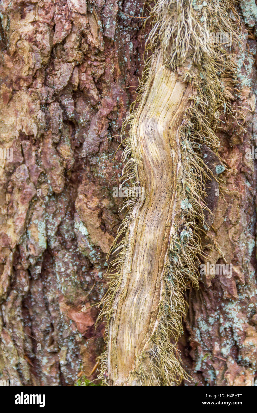 natural background with ivy rootlet on bark Stock Photo - Alamy