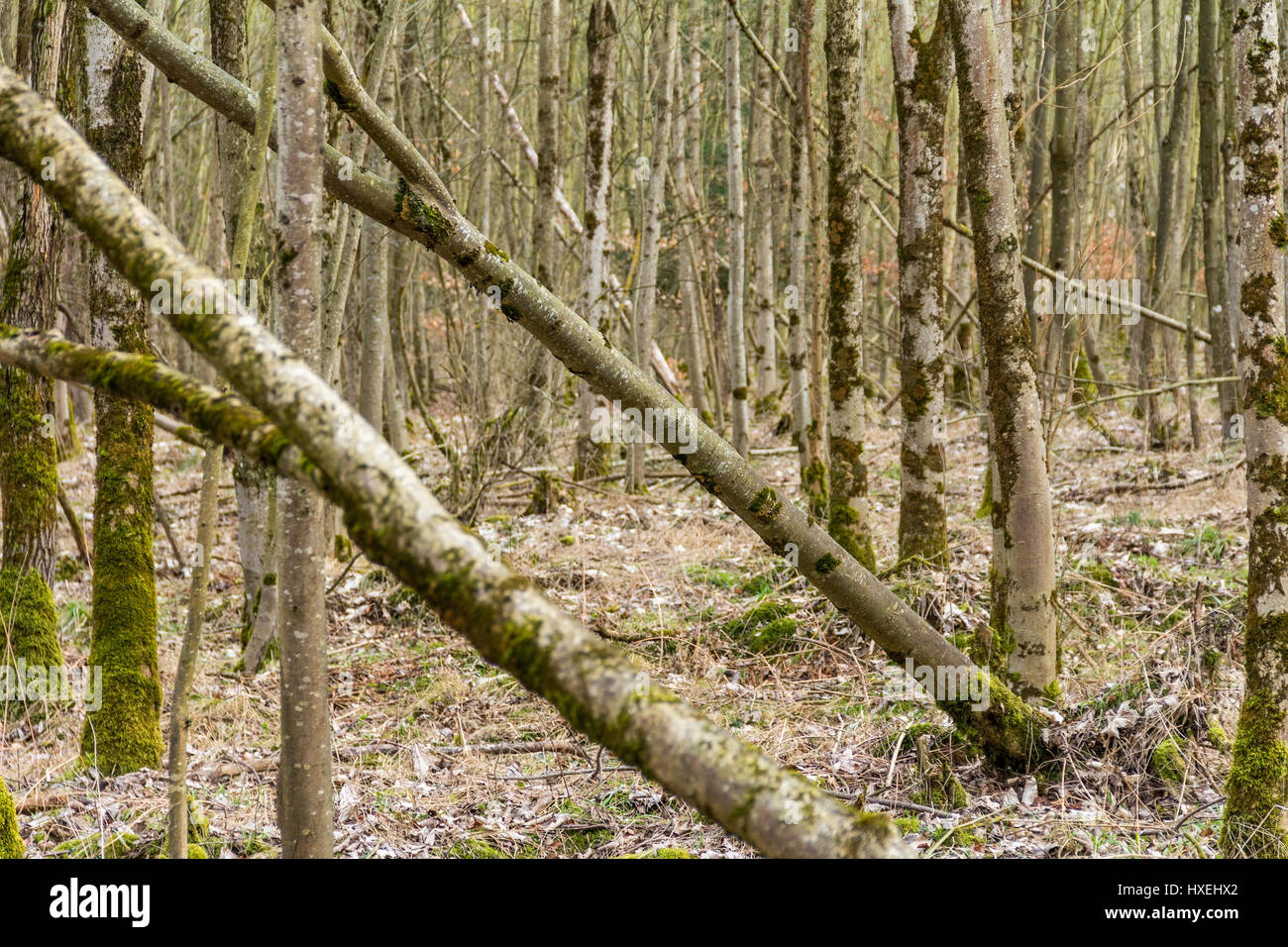 Tree trees wood diagonal hi-res stock photography and images - Alamy