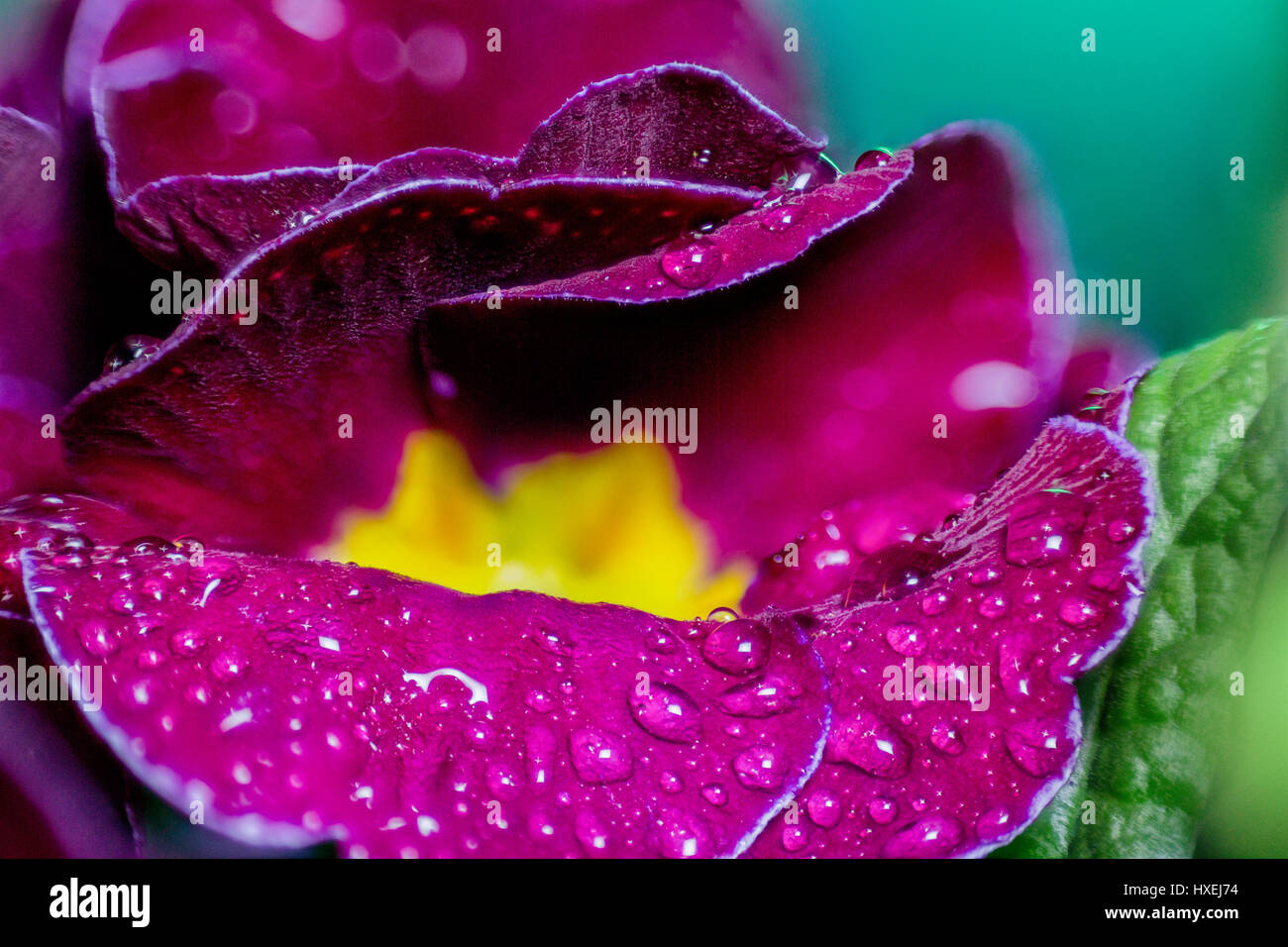 Spring flower close up hi-res stock photography and images - Alamy