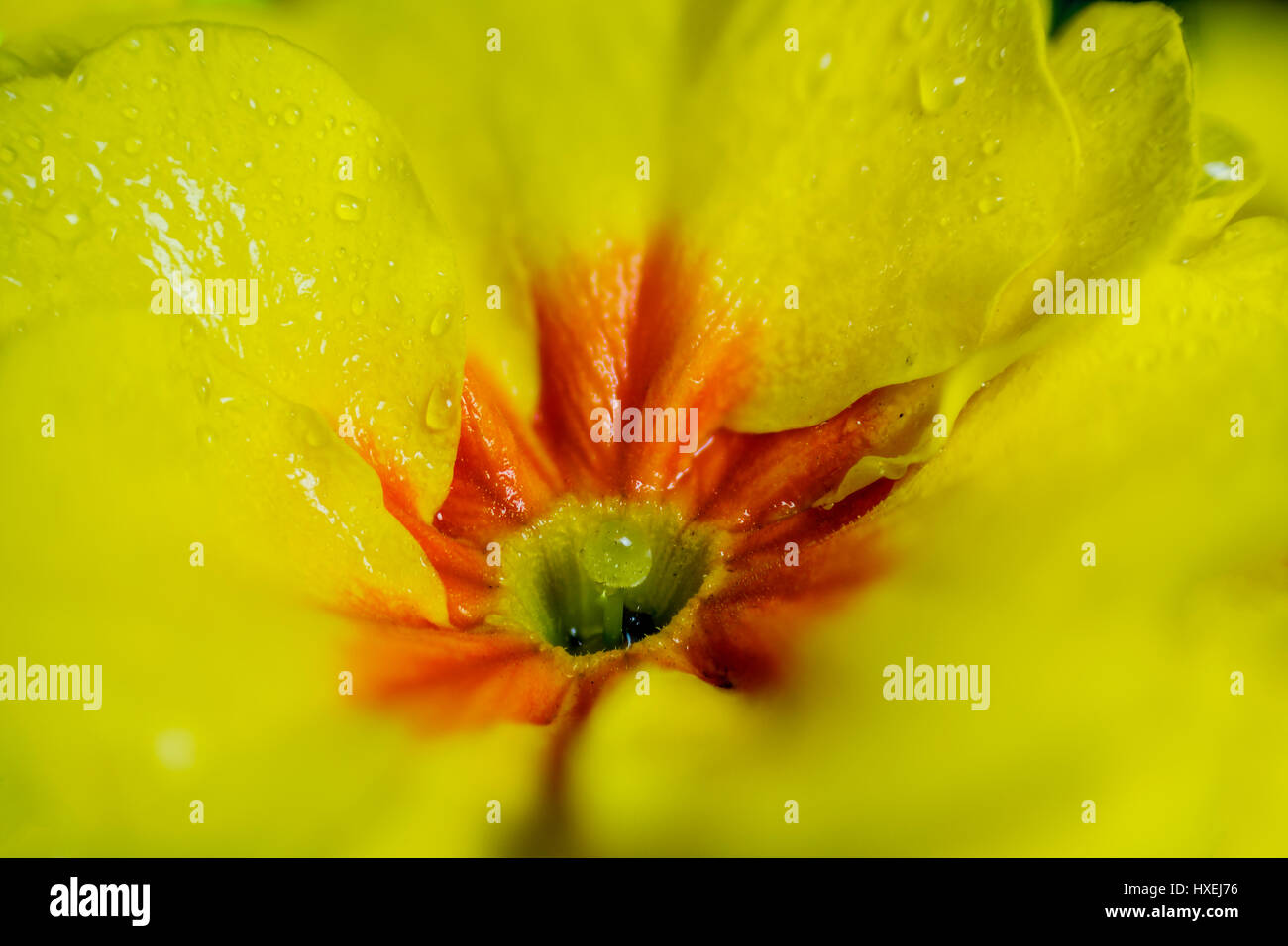 Spring flower close up hi-res stock photography and images - Alamy