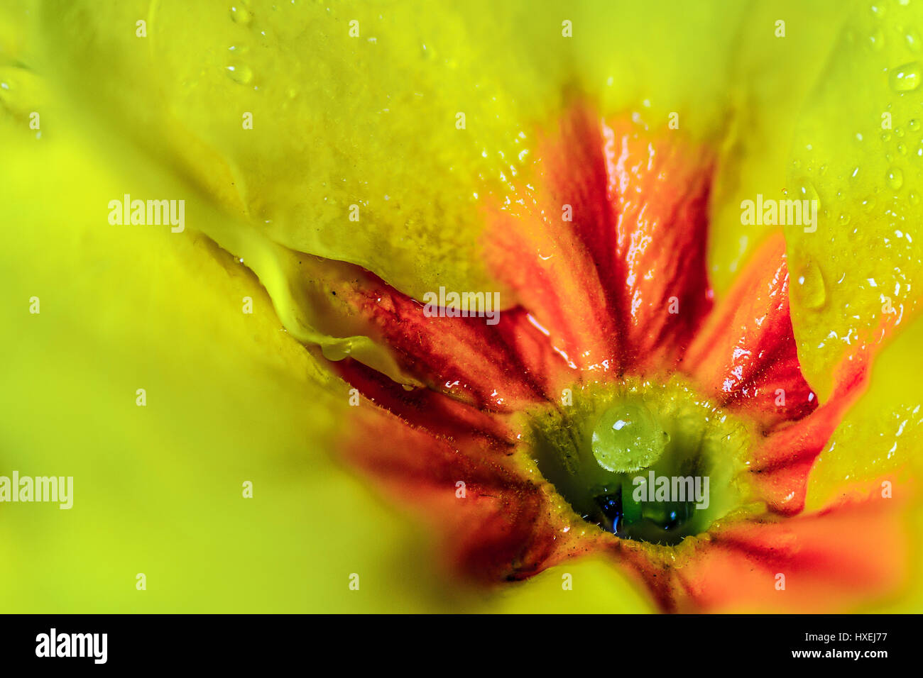 Spring flower close up hi-res stock photography and images - Alamy